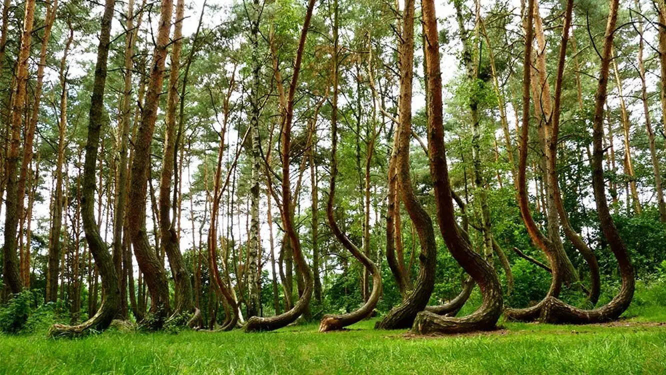 Hutan Polandia Misterius: versi penampilan pohon berbentuk J 336704_7