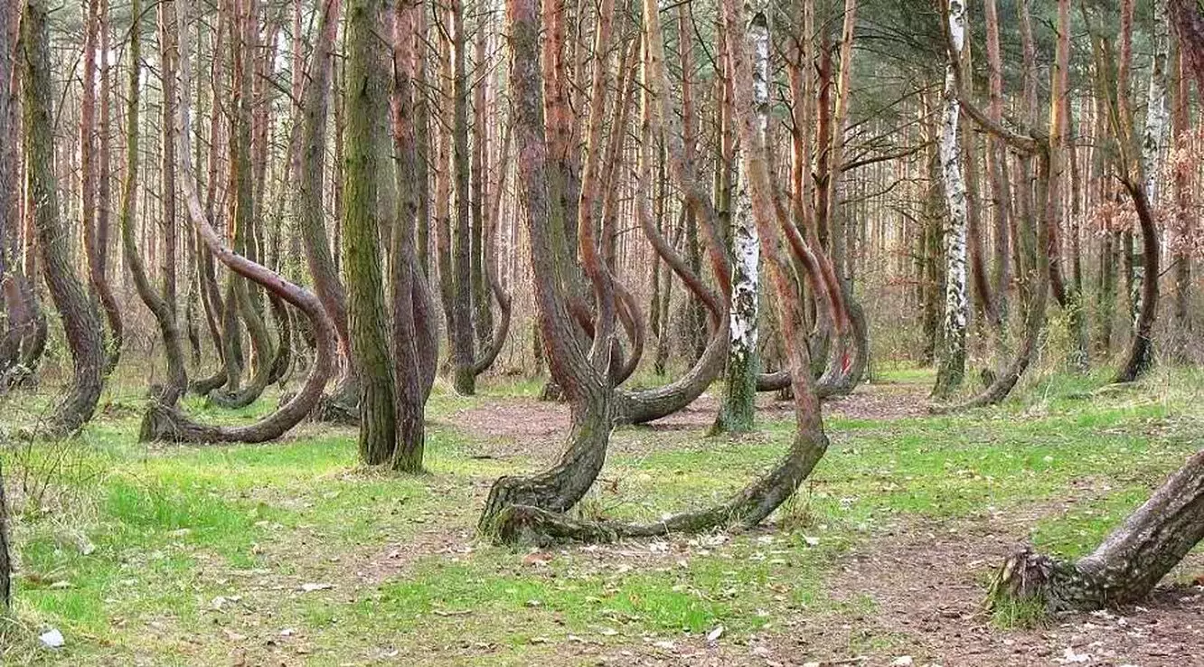 Hutan Polandia Misterius: versi penampilan pohon berbentuk J 336704_8