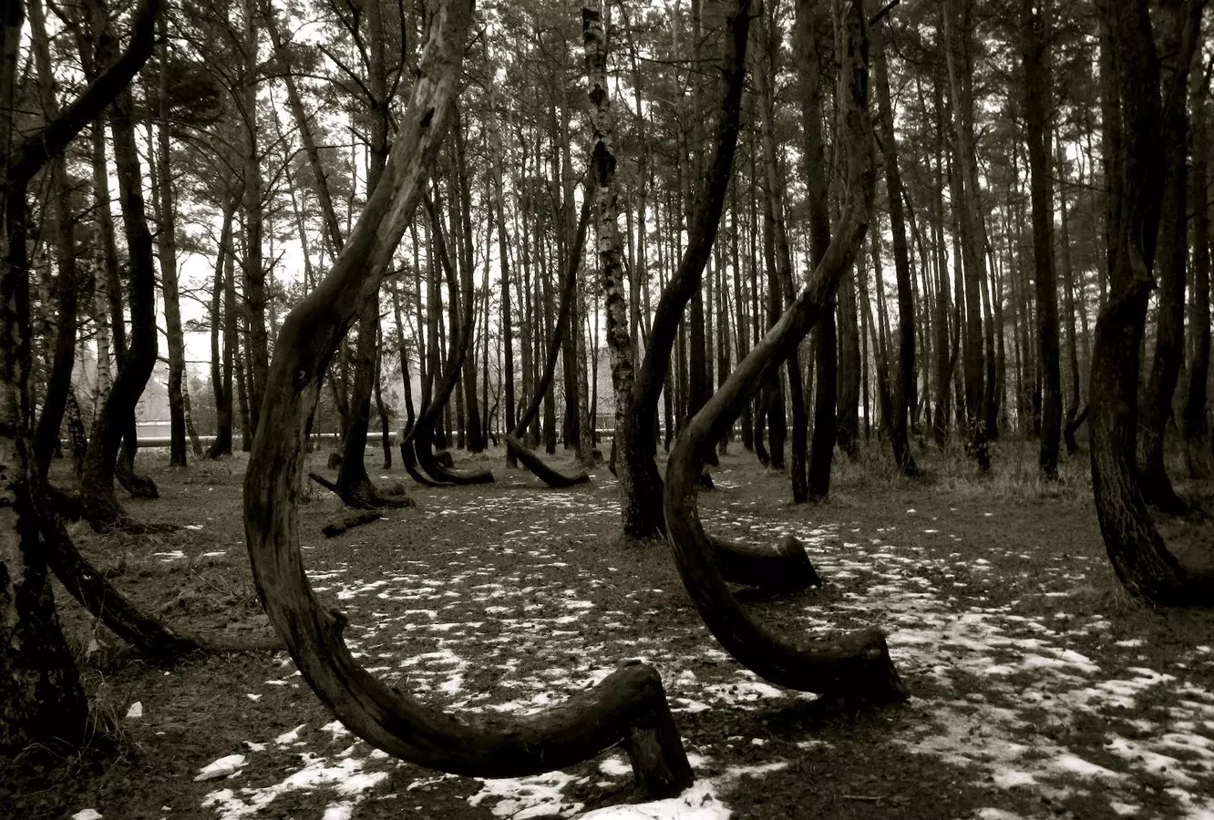 Hutan Polandia Misterius: versi penampilan pohon berbentuk J 336704_9