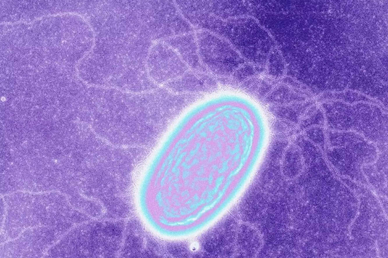 Descobertas bactérias movidas a eletricidade