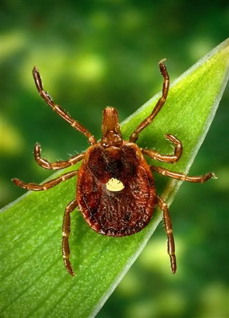 Nagpanuko sa mga Vegetarian: Ang American Tick Nagpahinabog Alerhiya sa Karne 336942_1