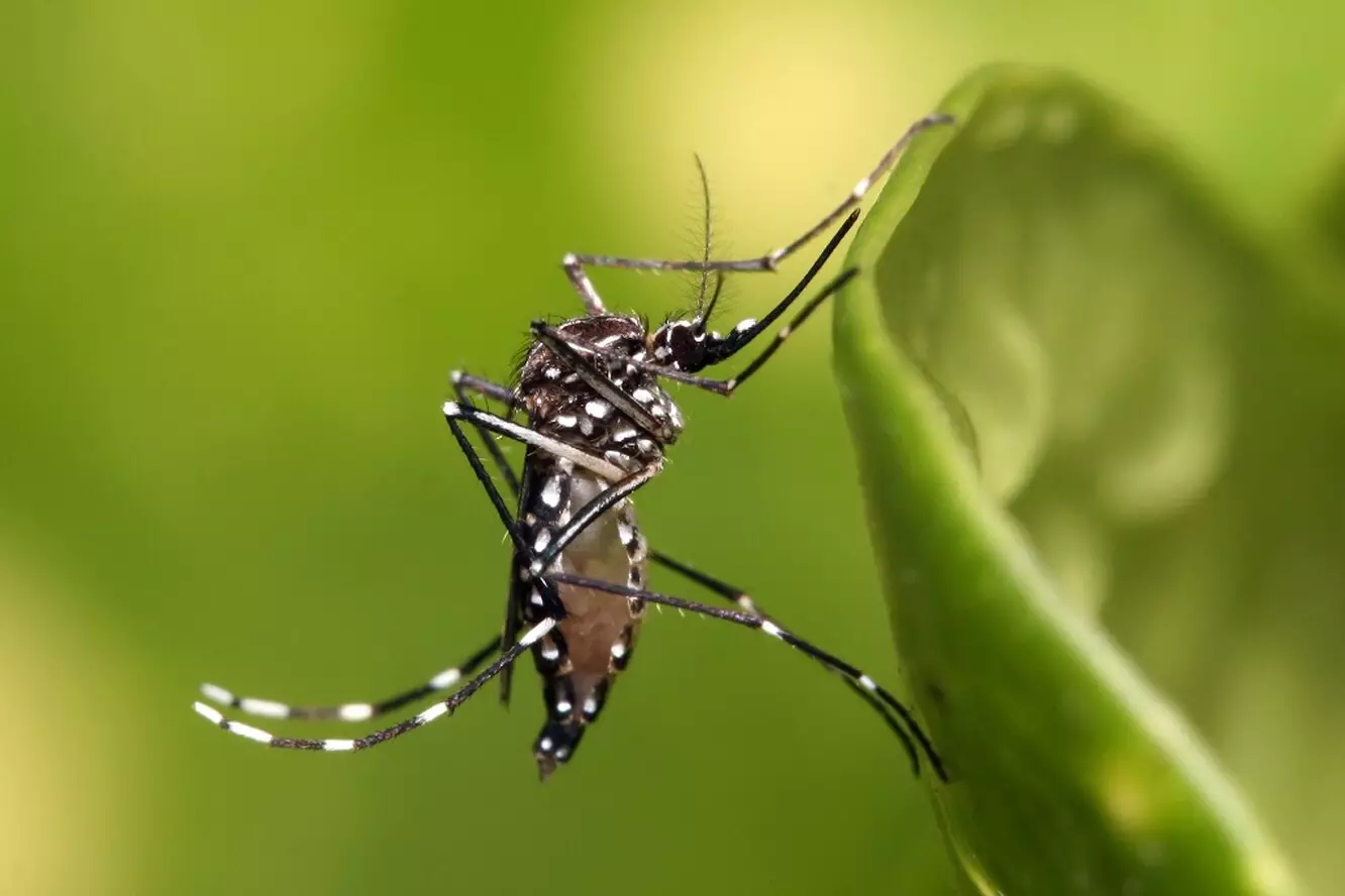 Tá fiabhras Dengue ag teacht go dtí an Eoraip