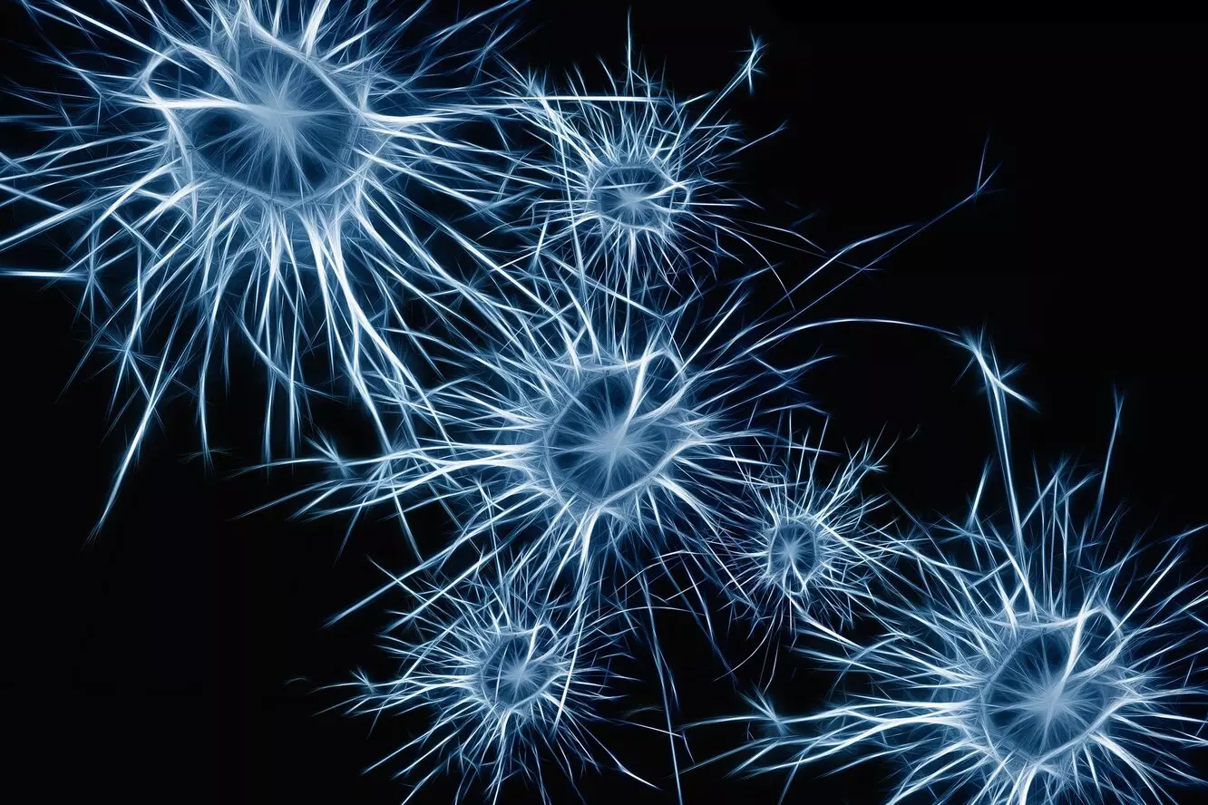 neuronen