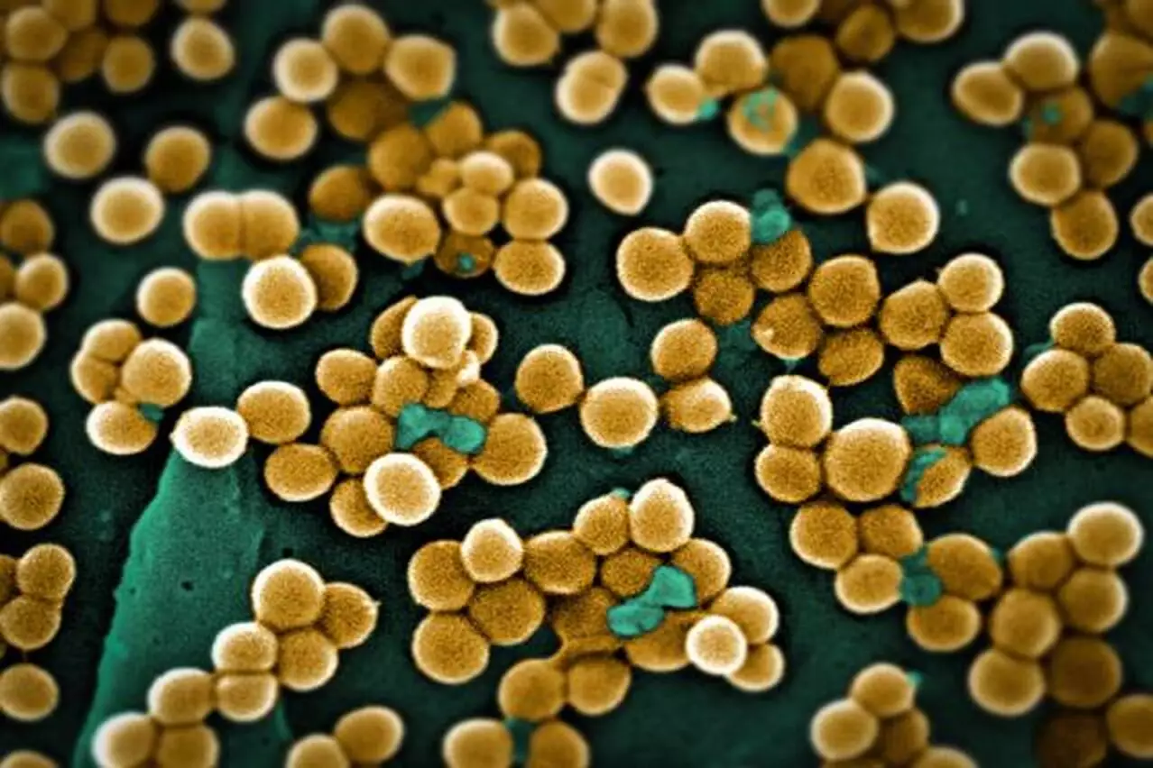 Bakteri staphylococcus tahan.