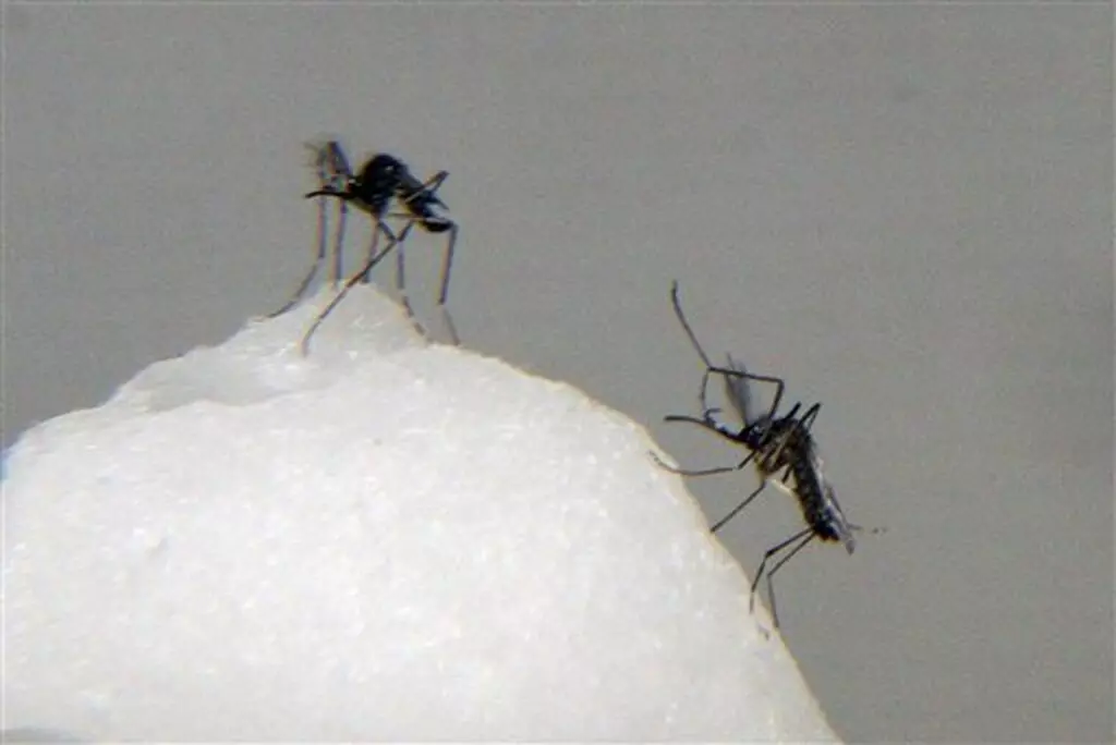 Chikungunya epidemi 