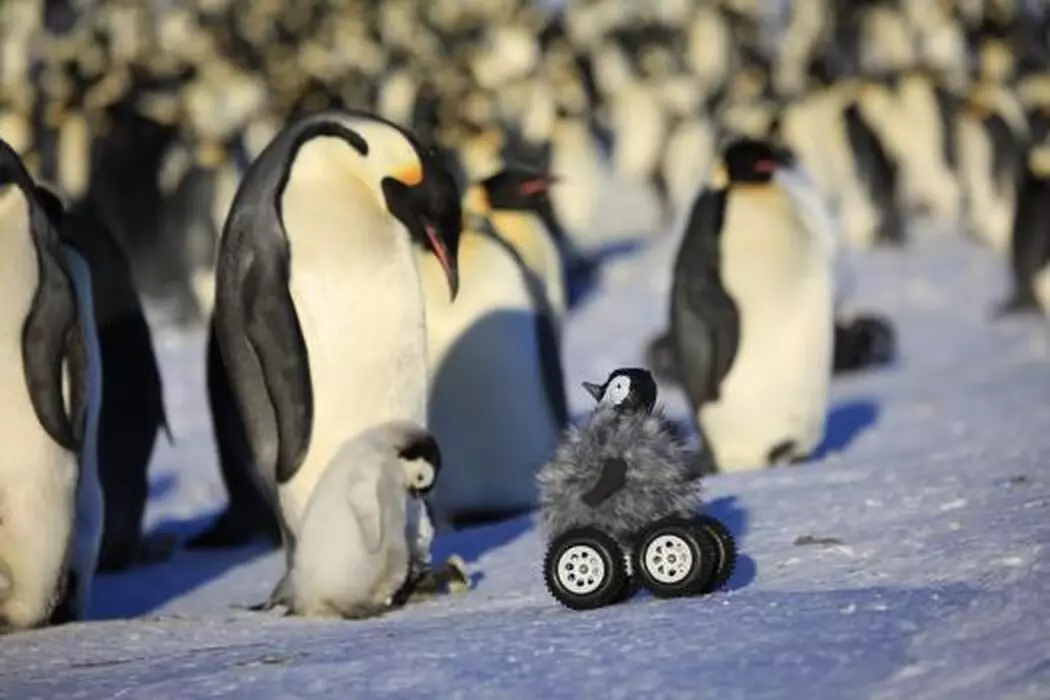 Radio boshqariladigan pingvin qarindoshlarini kuzatmoqda 337879_1
