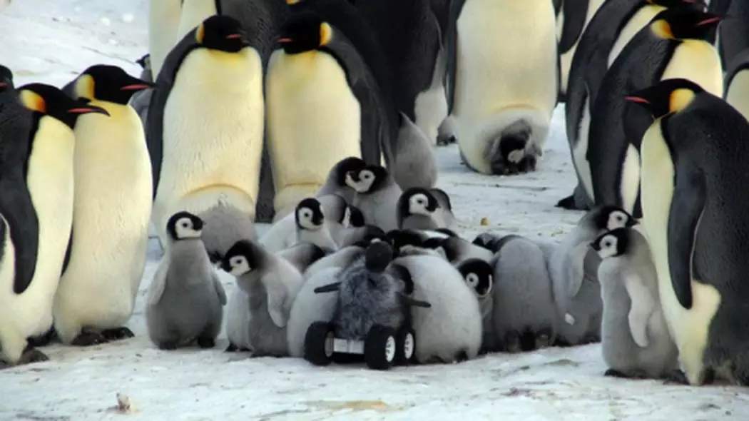 Funkgesteuerter Pinguin beobachtet Verwandte 337879_2