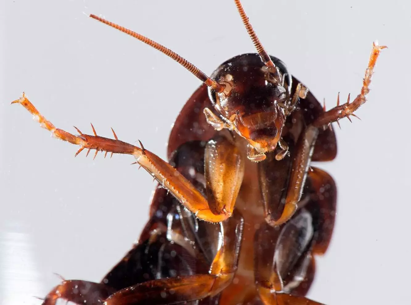 Biocyborg kakerlakker vil hjælpe redningsfolk med at finde mennesker 337913_2
