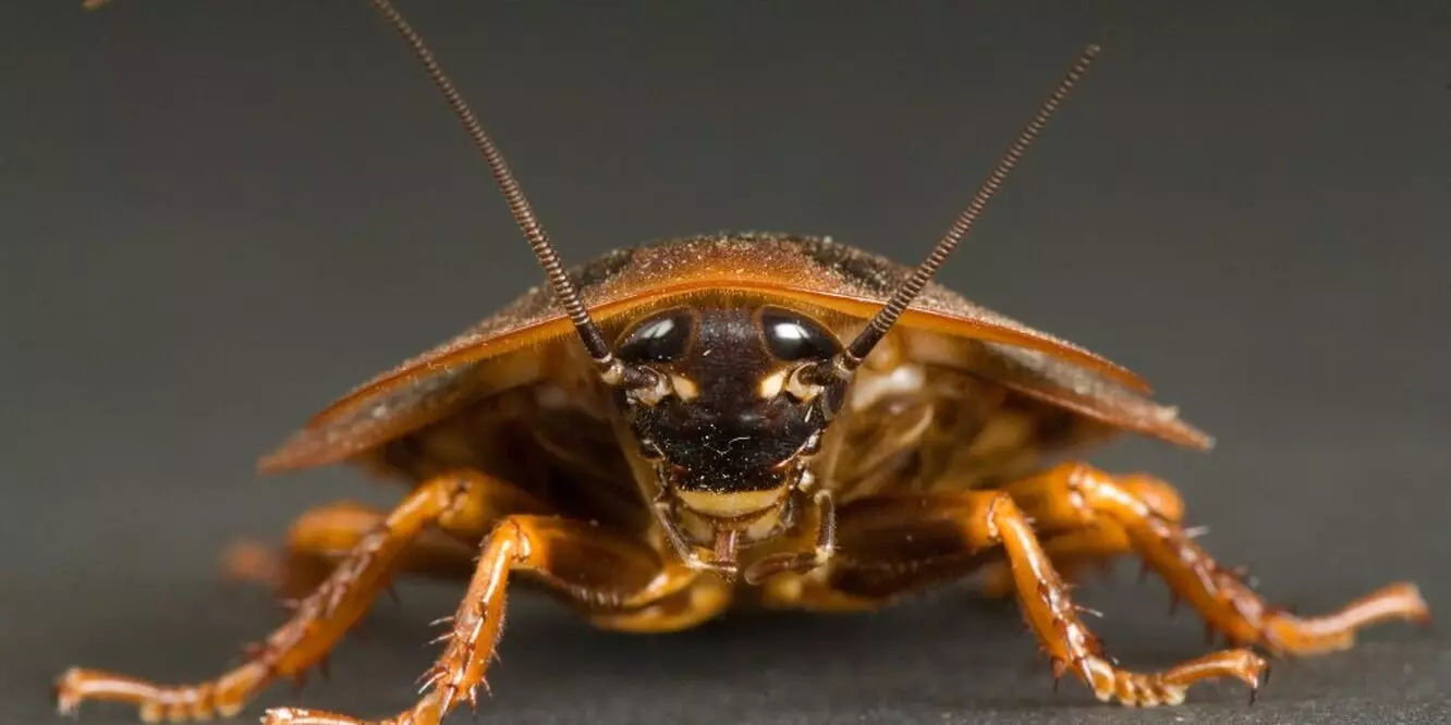 Biocyborg kakerlakker vil hjælpe redningsfolk med at finde mennesker 337913_3