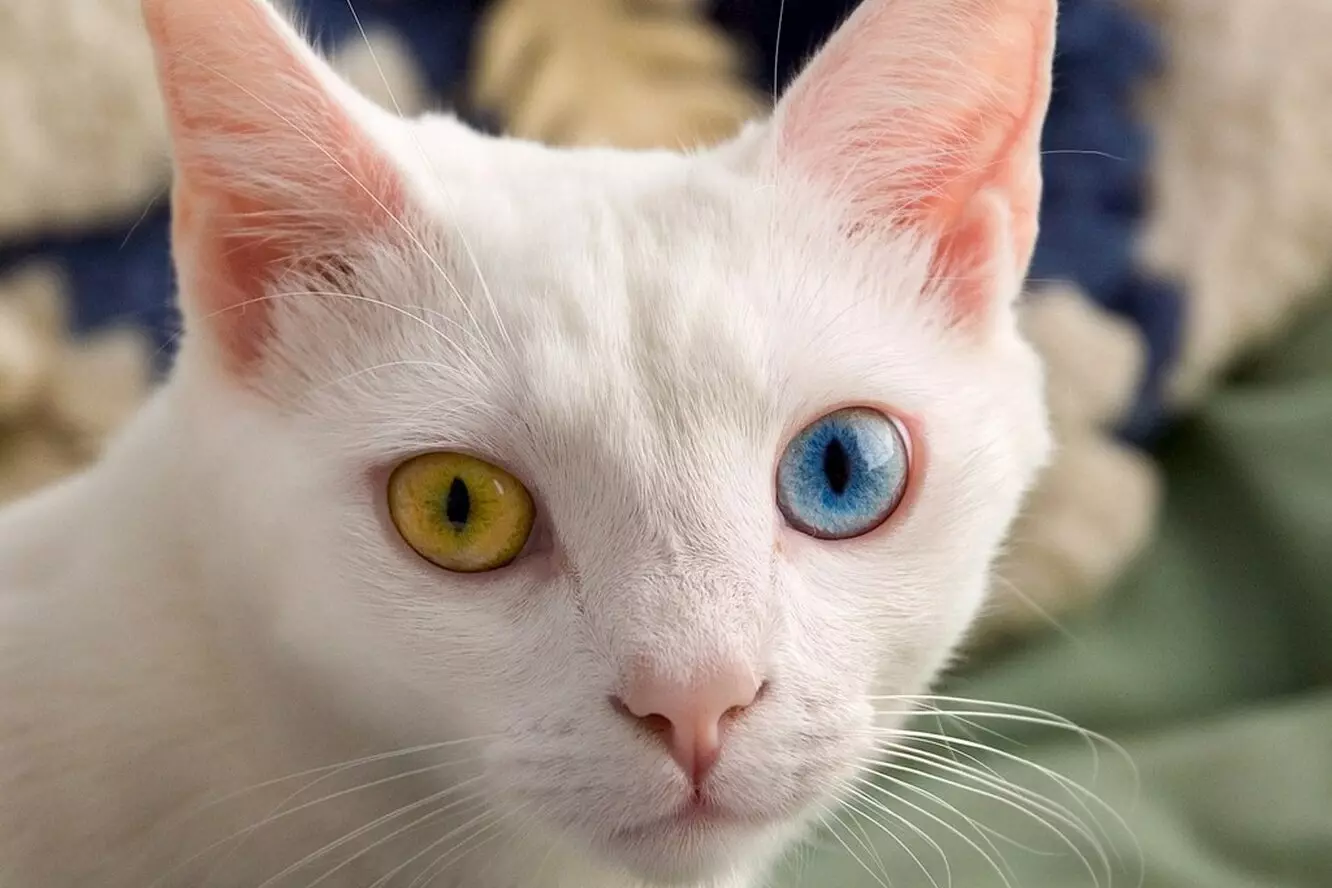 විවිධ වර්ණ ඇස්: heterochromia සියලු සෙවන