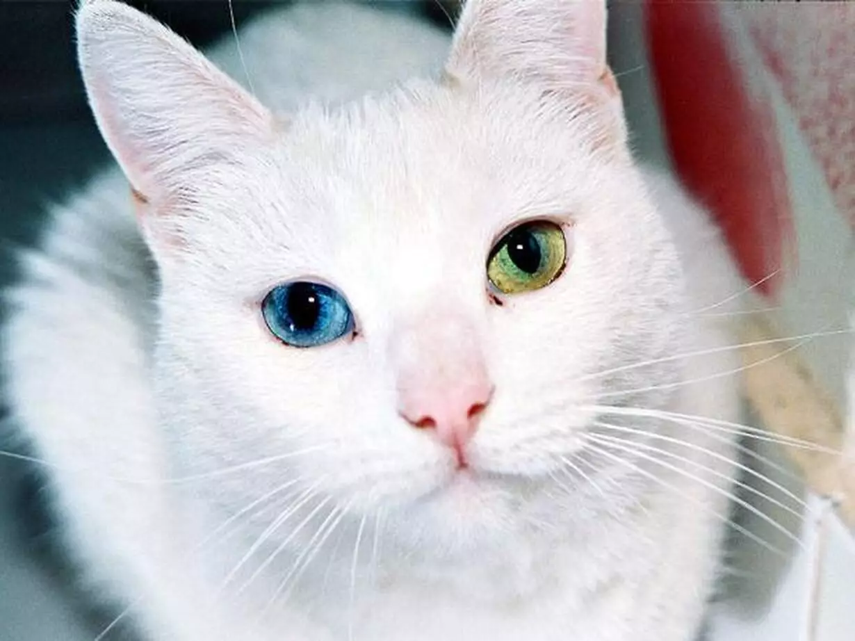 Mata berbeza warna: semua warna heterochromia 338109_10