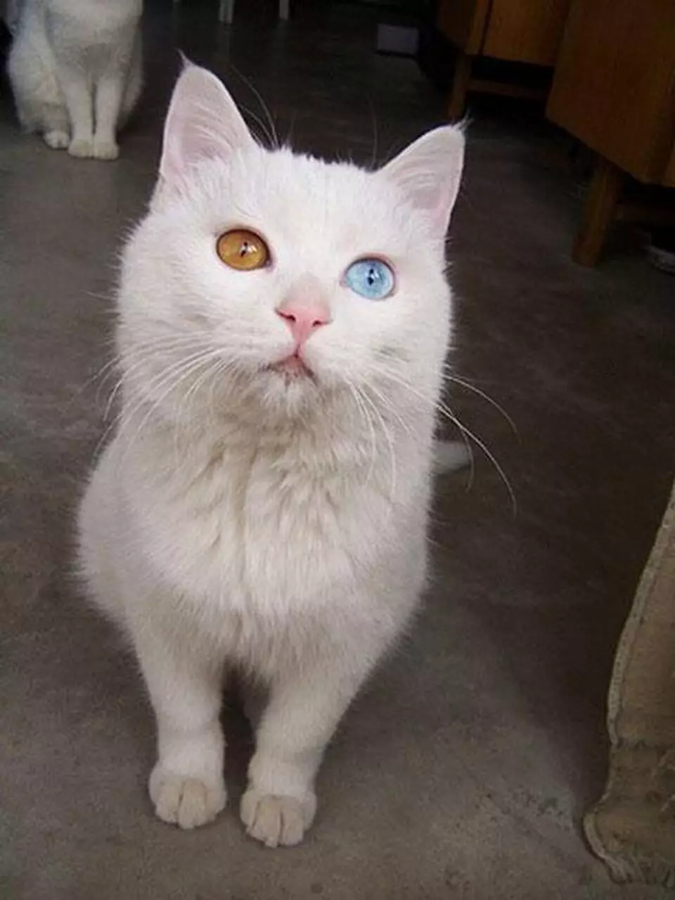 Mata berbeza warna: semua warna heterochromia 338109_11