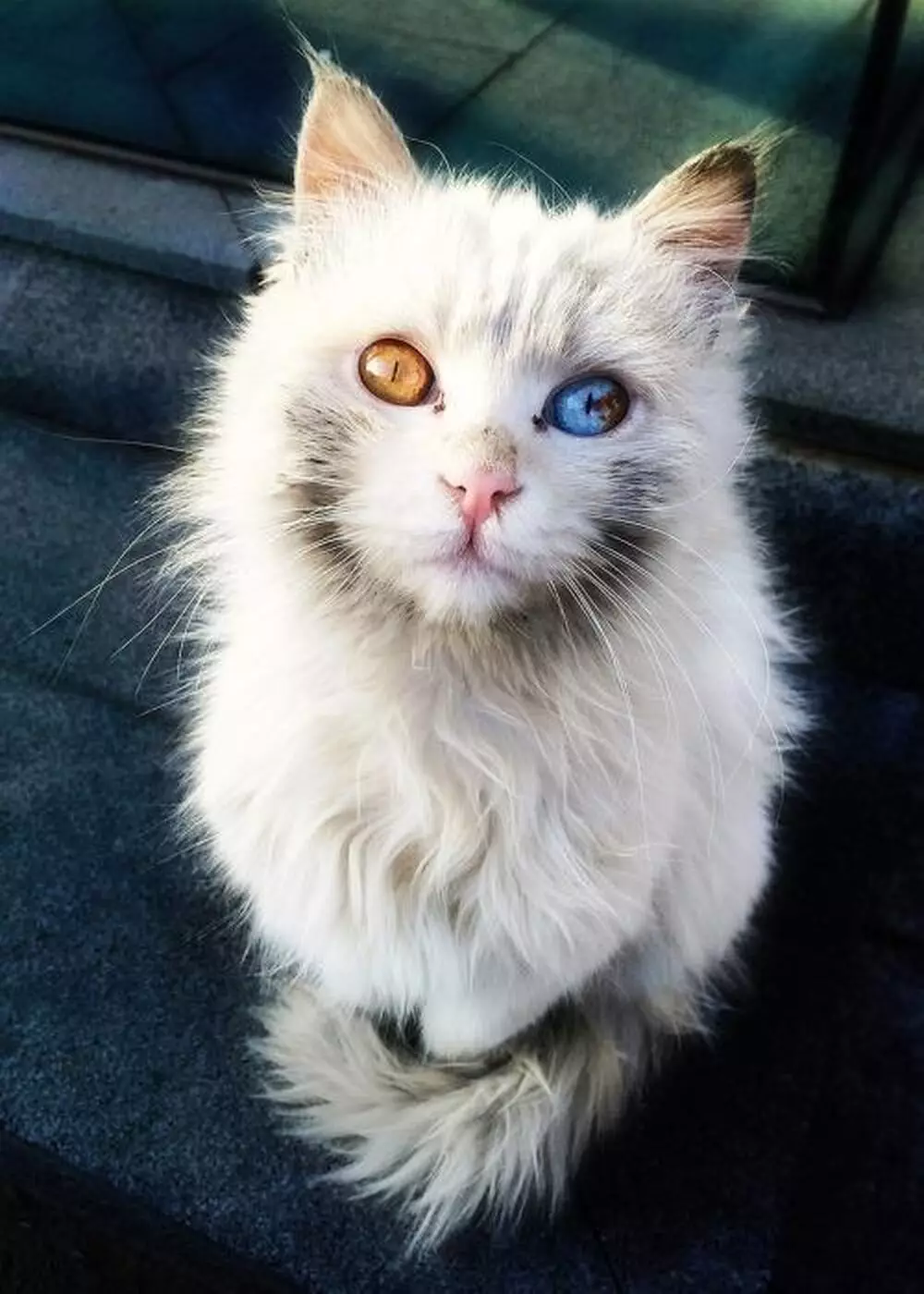 Panon tina kelir béda: kabéh nuansa heterochromia 338109_14