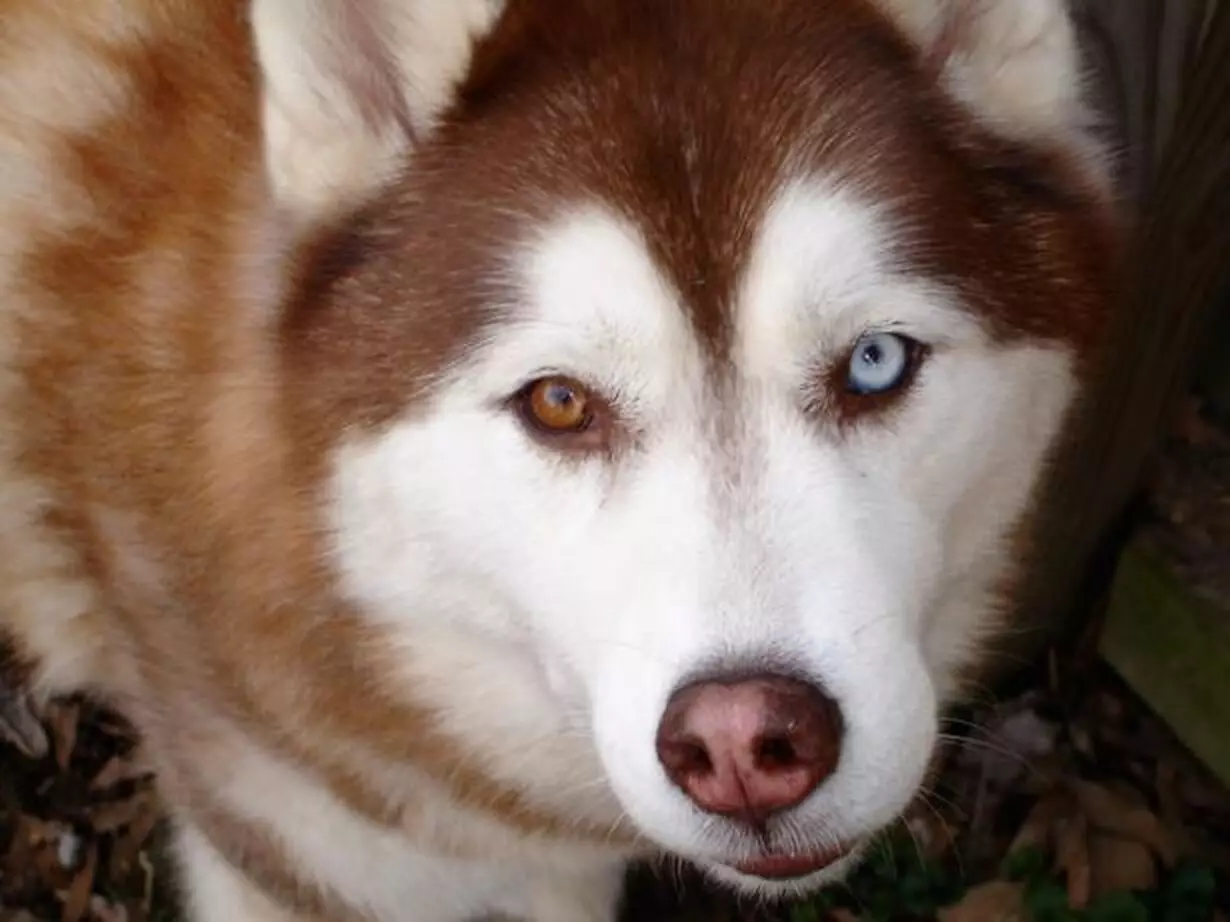 Mata berbeza warna: semua warna heterochromia 338109_20