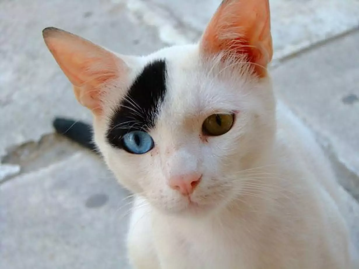 Panon tina kelir béda: kabéh nuansa heterochromia 338109_4