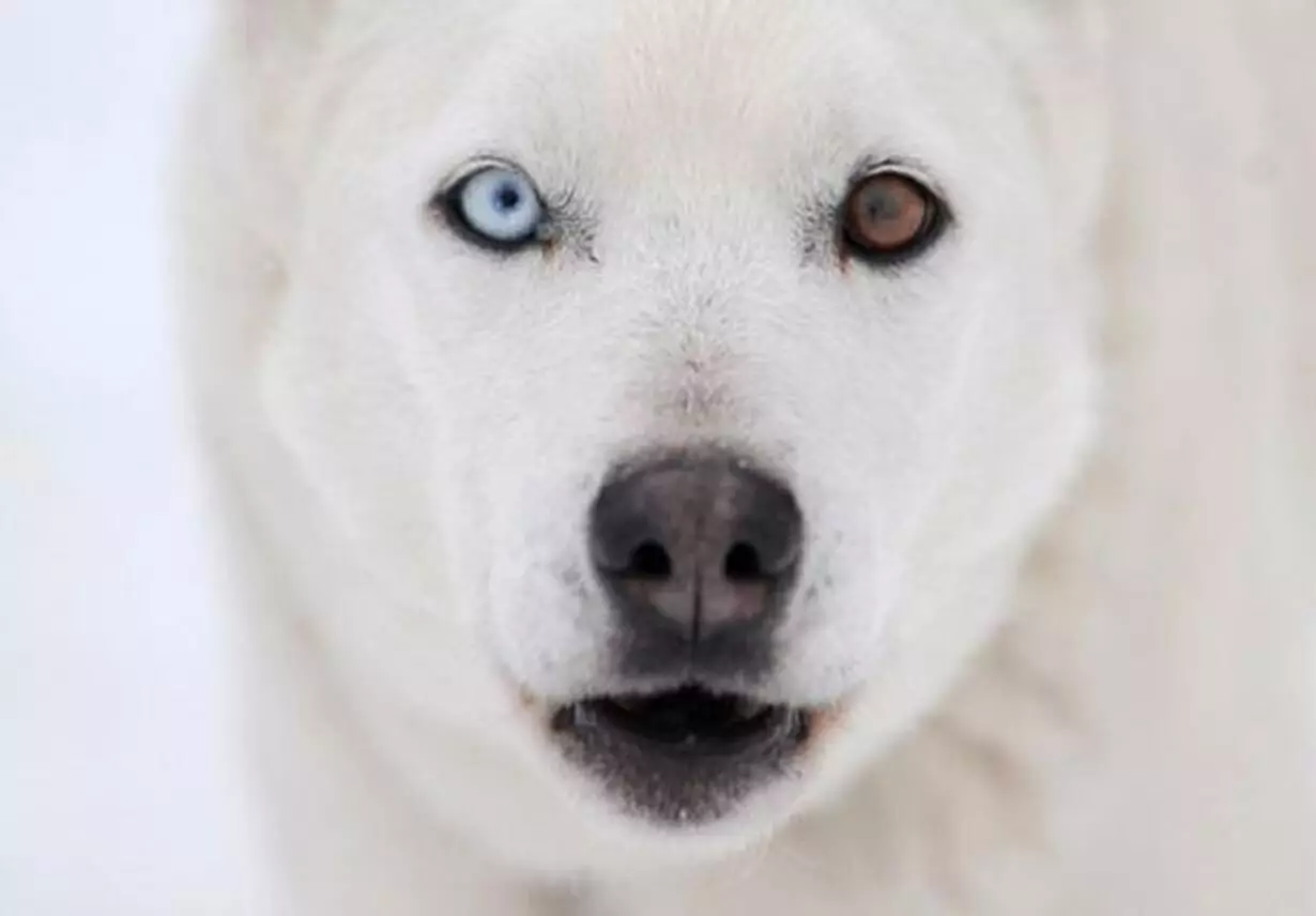 Mata berbeza warna: semua warna heterochromia 338109_7