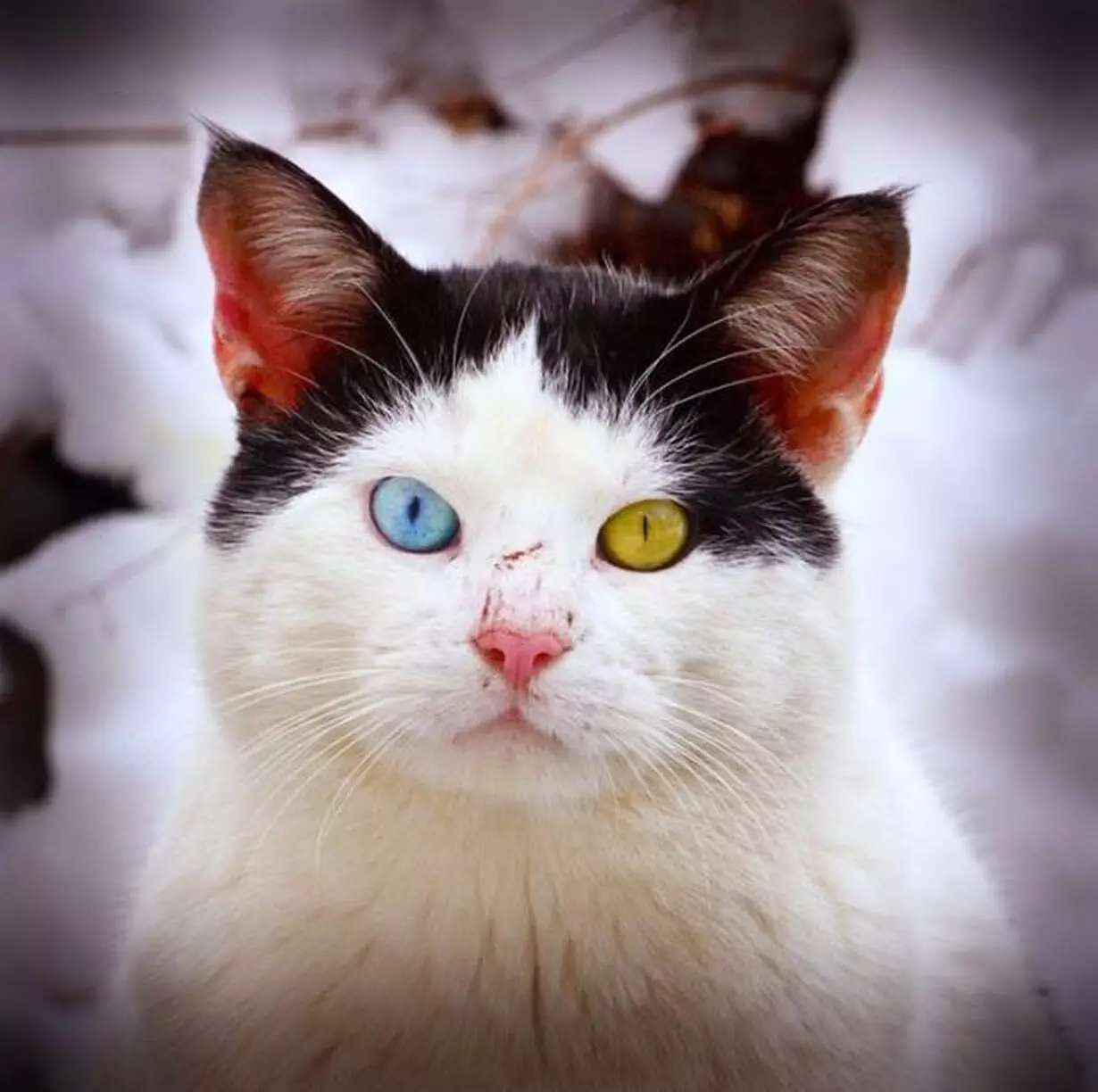 Panon tina kelir béda: kabéh nuansa heterochromia 338109_9