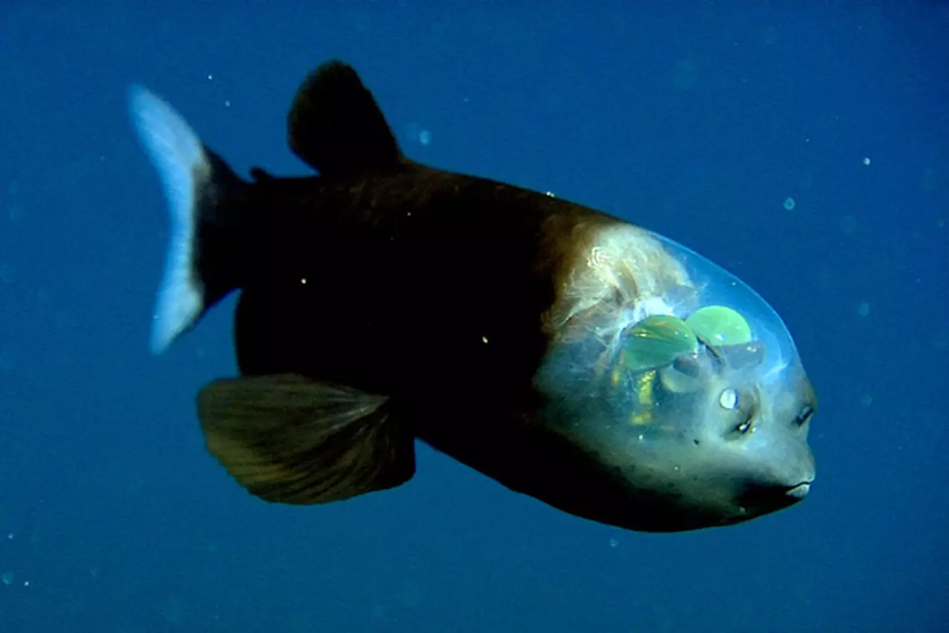 Sergey Apresov: Je veux voir un poisson à tête transparente