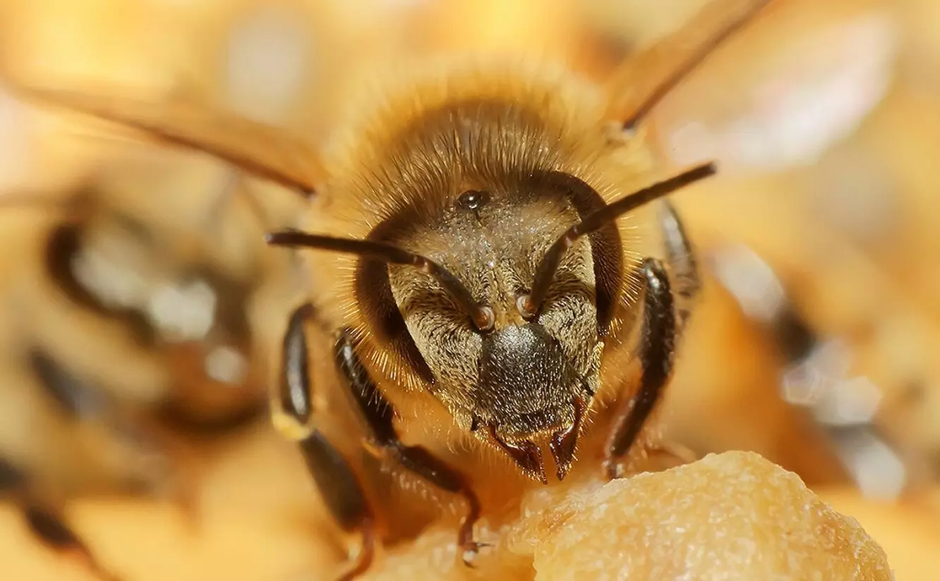 Insekdoders vernietig bye se brein 338761_1