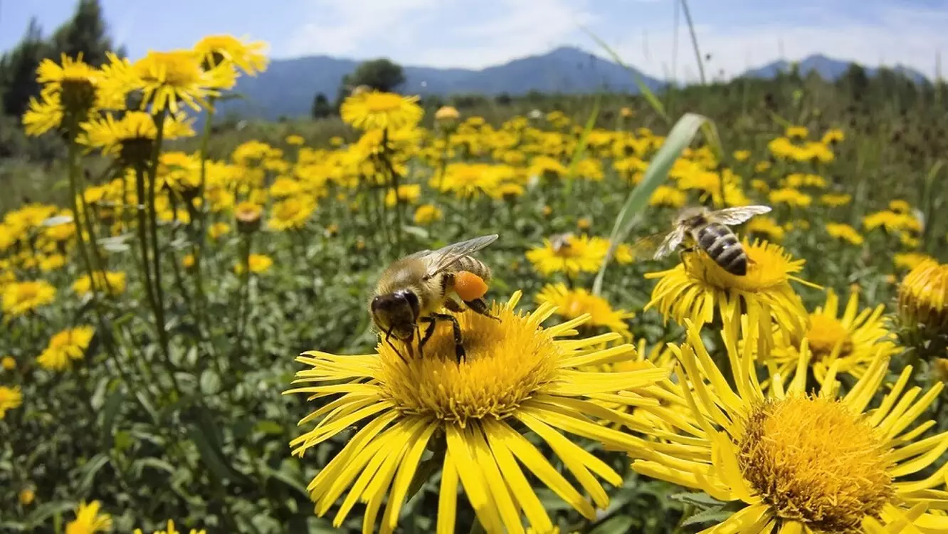 Insekdoders vernietig bye se brein 338761_3