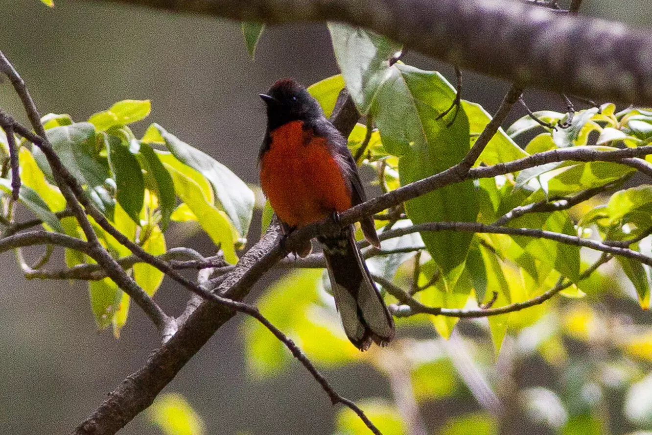 රතු සහ කළු redstart warbler. ඡායාරූපය: රොන් නයිට්