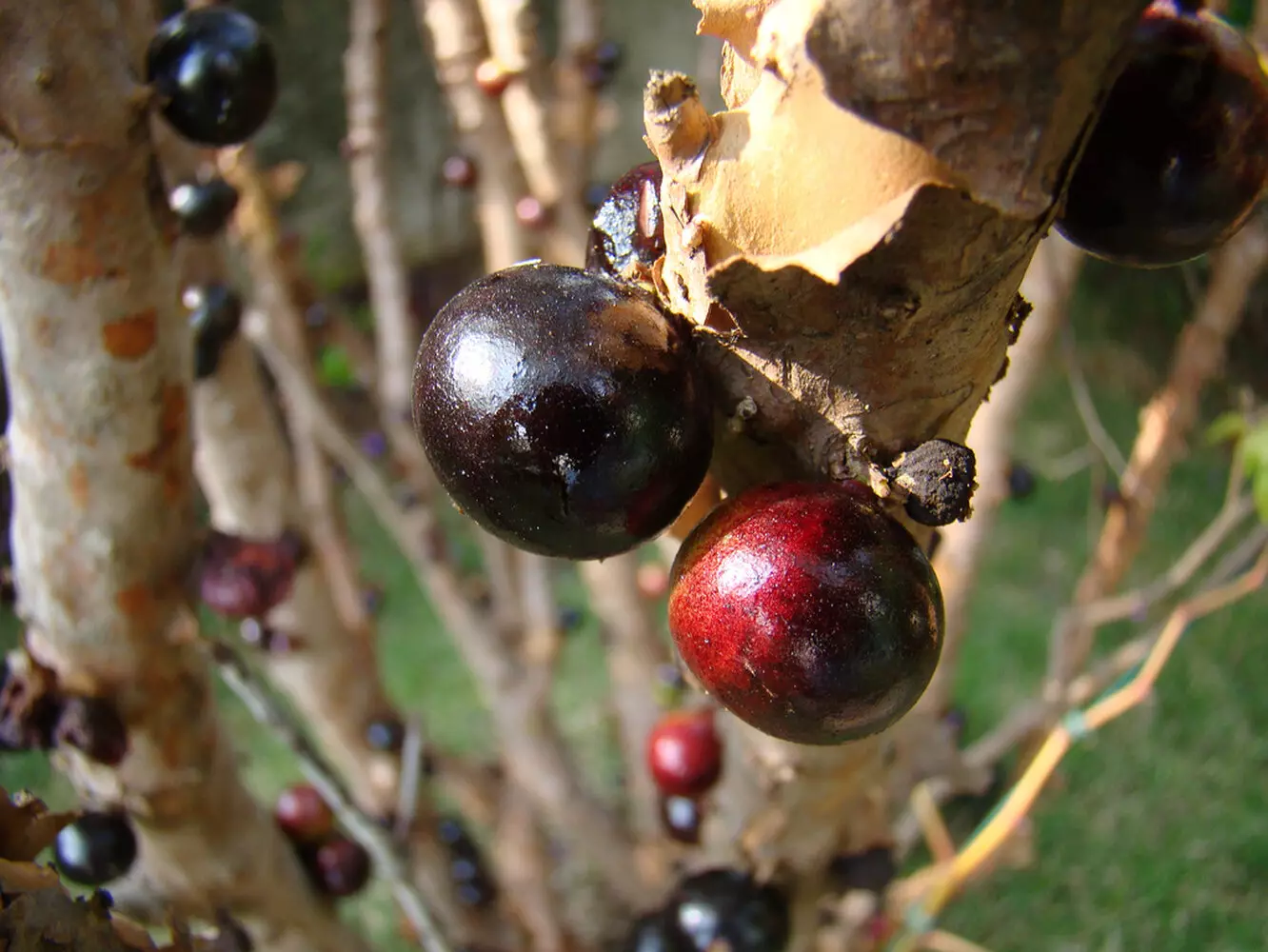 Árbol brasileño que crece frutos en el tronco 339791_2