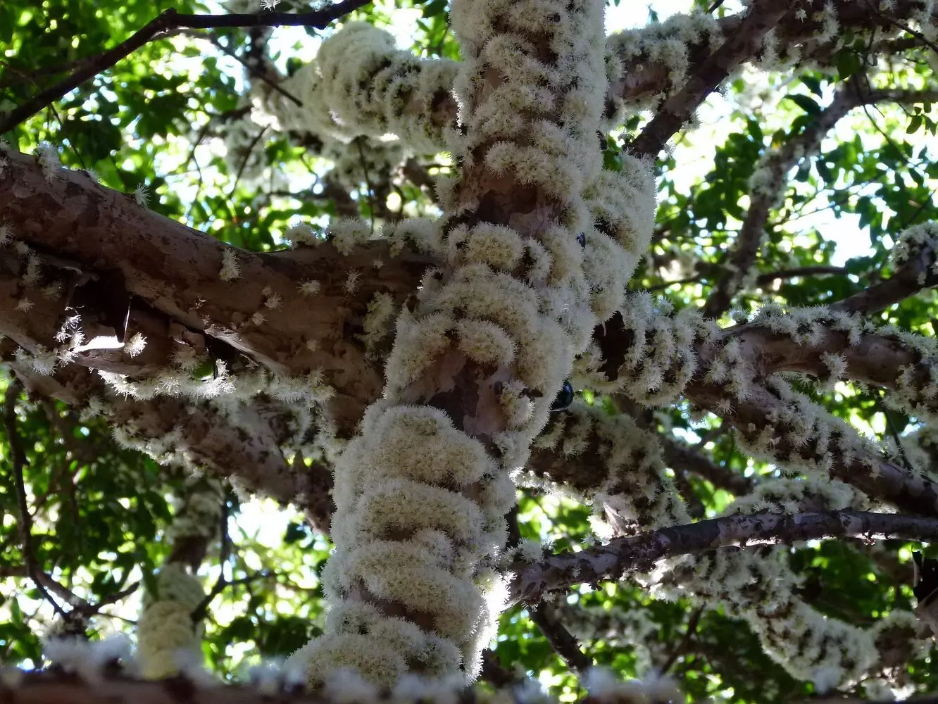 Árbol brasileño que crece frutos en el tronco 339791_3