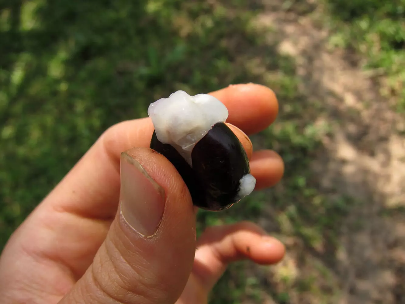 Árbol brasileño que crece frutos en el tronco 339791_5