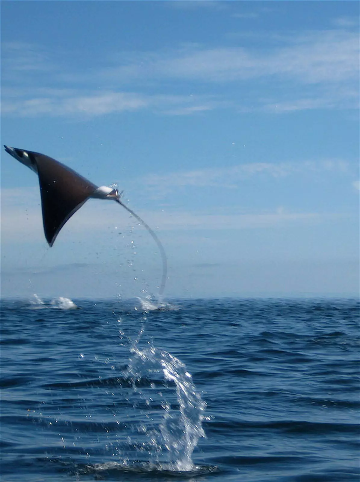 Født til å fly. Gigantiske rokker svever over havet 340042_3