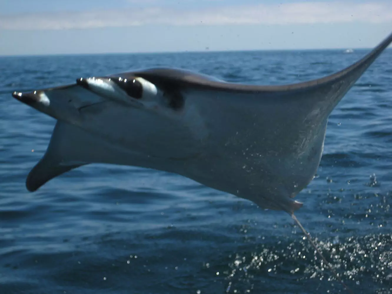 Født til å fly. Gigantiske rokker svever over havet 340042_4