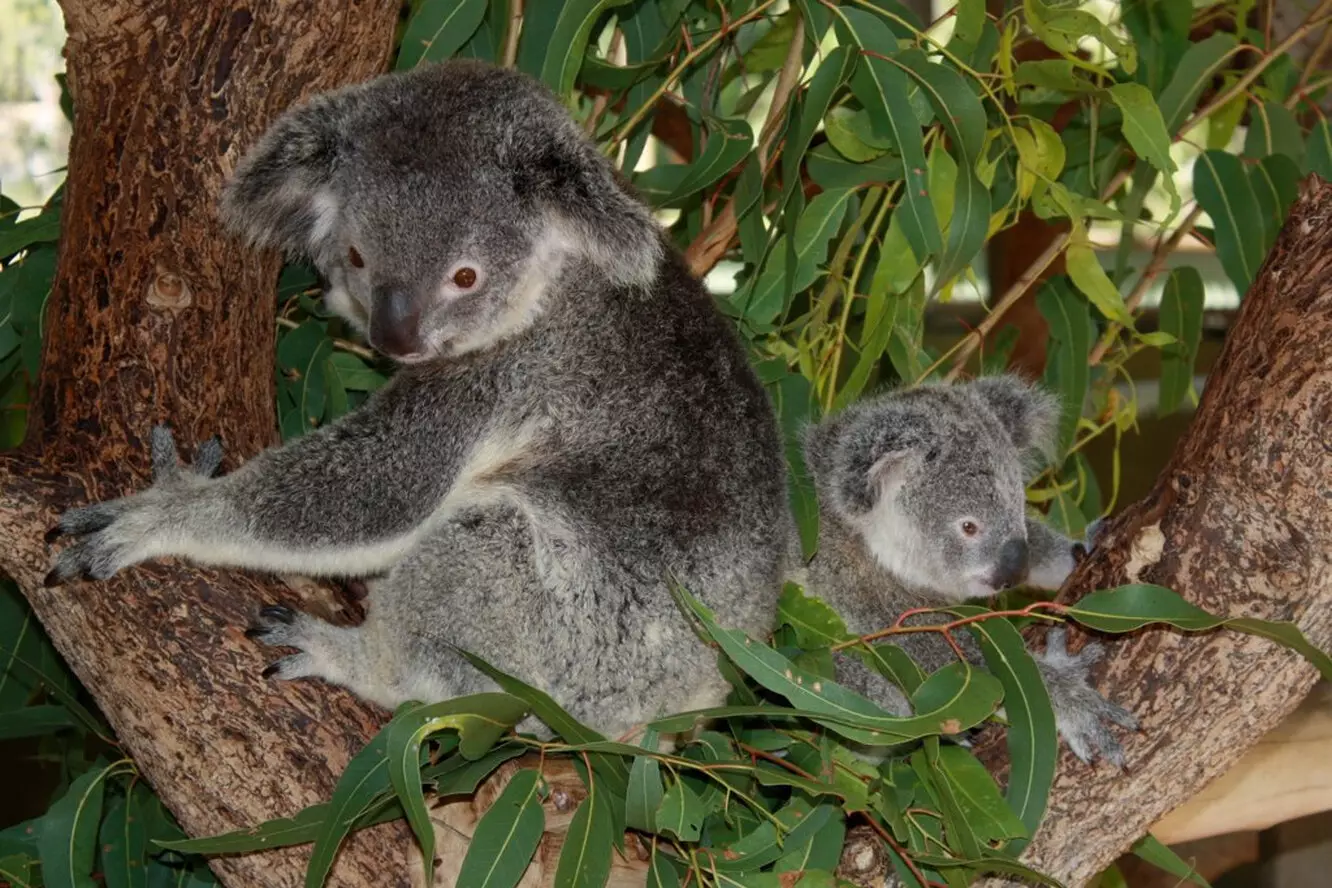 Ovoz koalalarning ko'payishiga yordam beradi 340057_4