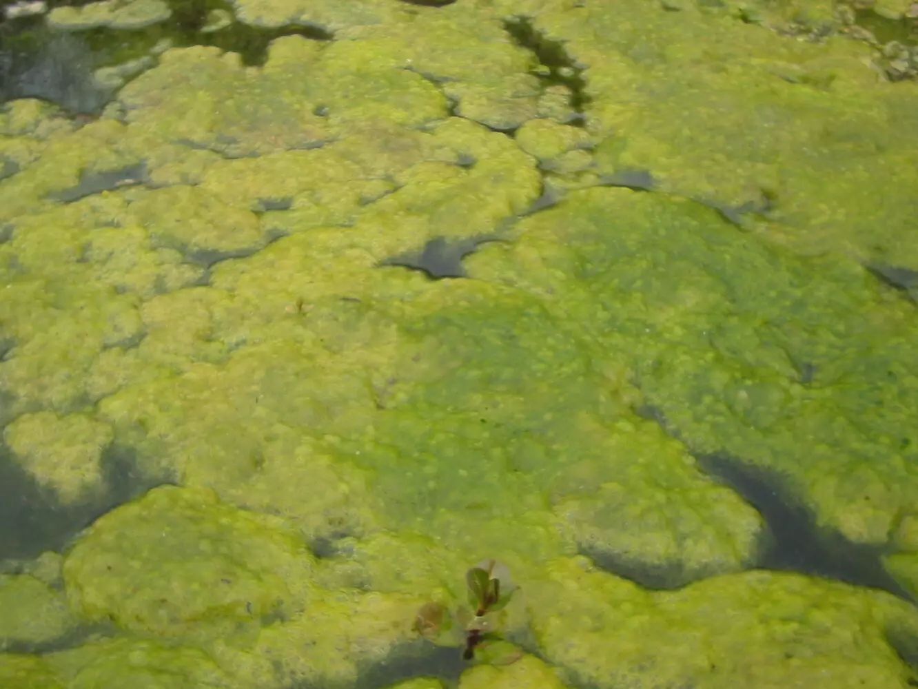 Ang Baikal gihulga sa algae 340133_1