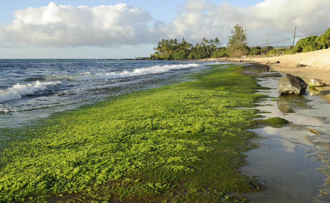 Ang Baikal gihulga sa algae 340133_2