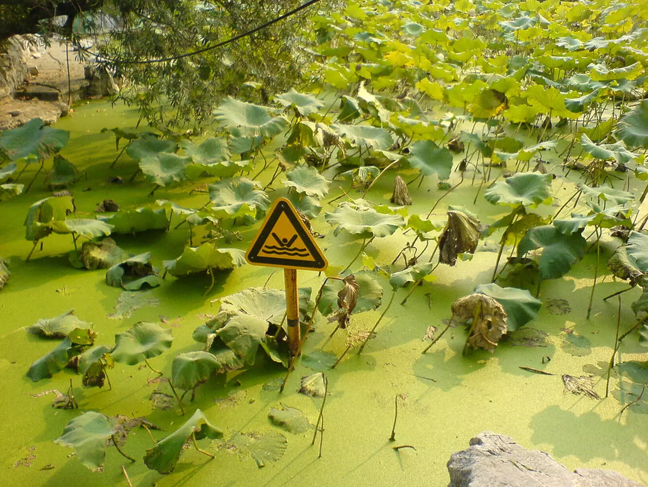 Ang Baikal gihulga sa algae 340133_4