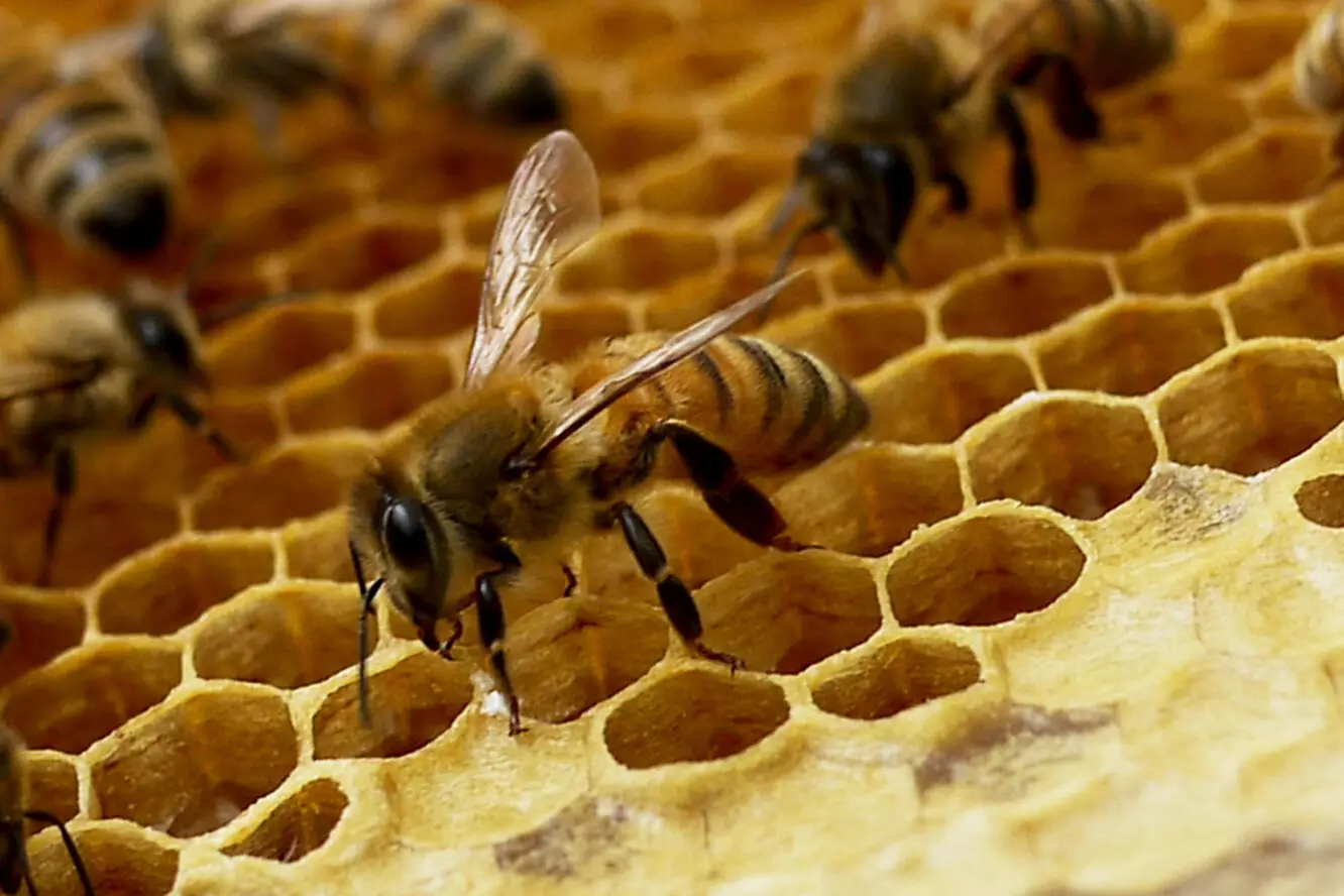 Evolution Now: How Wild Bees Have Changed Over the Past Thirty-Three Years