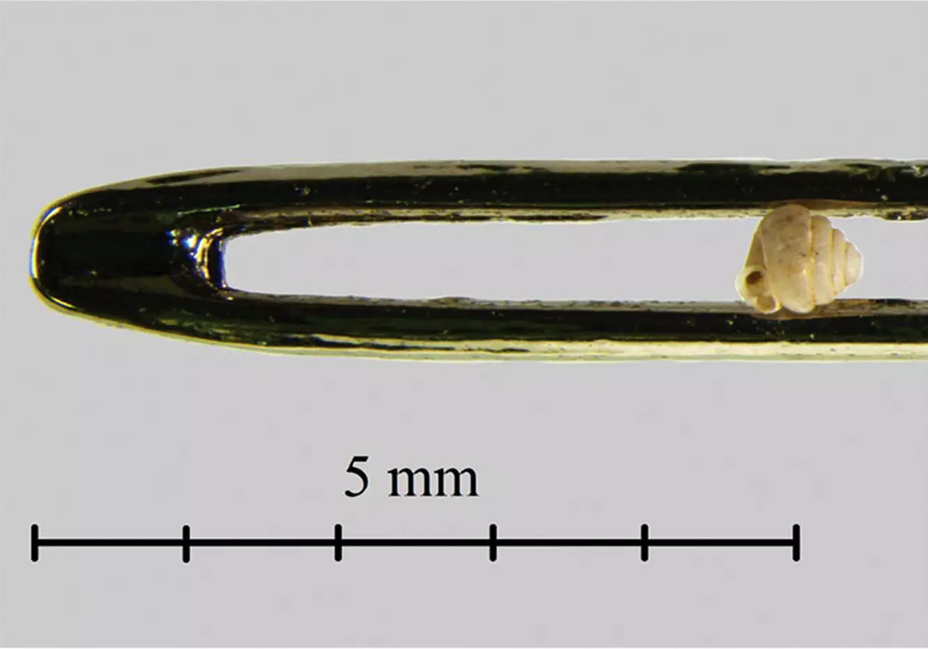 کوچکترین حلزون در سوراخ سوزن جای می گیرد 340833_2