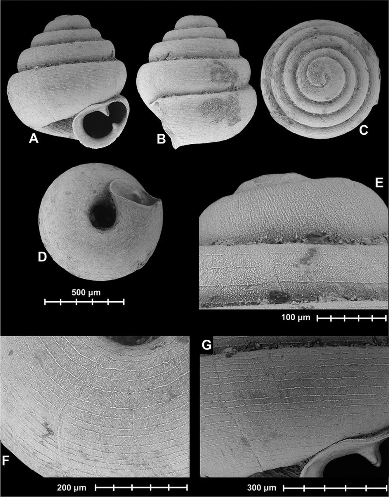 O menor caracol cabe no buraco de uma agulha 340833_3