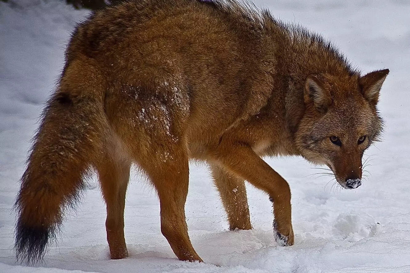 Millions of hybrid coywolves populate the US