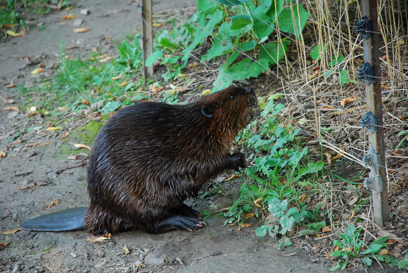 Madamu a Beaver azaka 150 apezeka ku US 341679_4