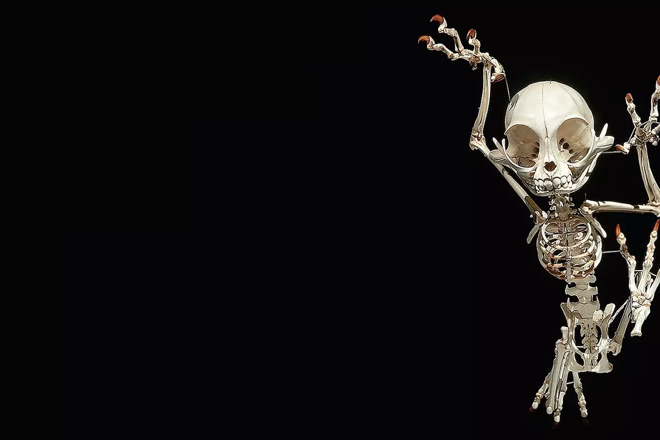 Tom and Jerry After Death: Cartoon Characters Skeletons