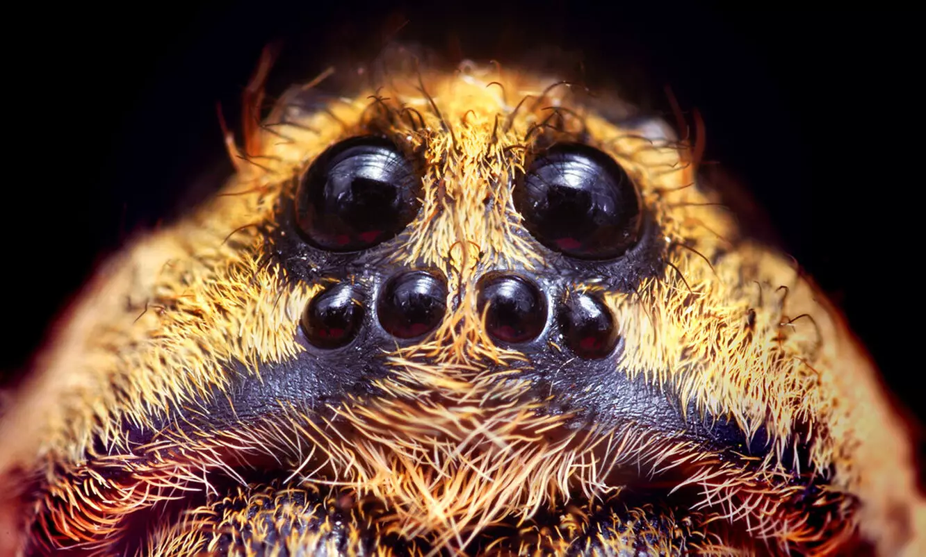 A localización dos ollos das arañas lobo