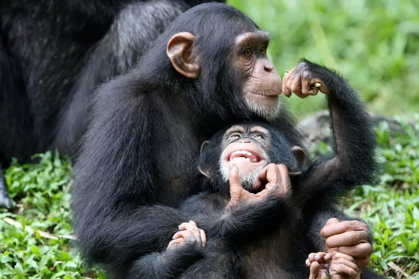 Chimpanzees na ụmụ mmadụ na-aghọta ọkwa ọkwa