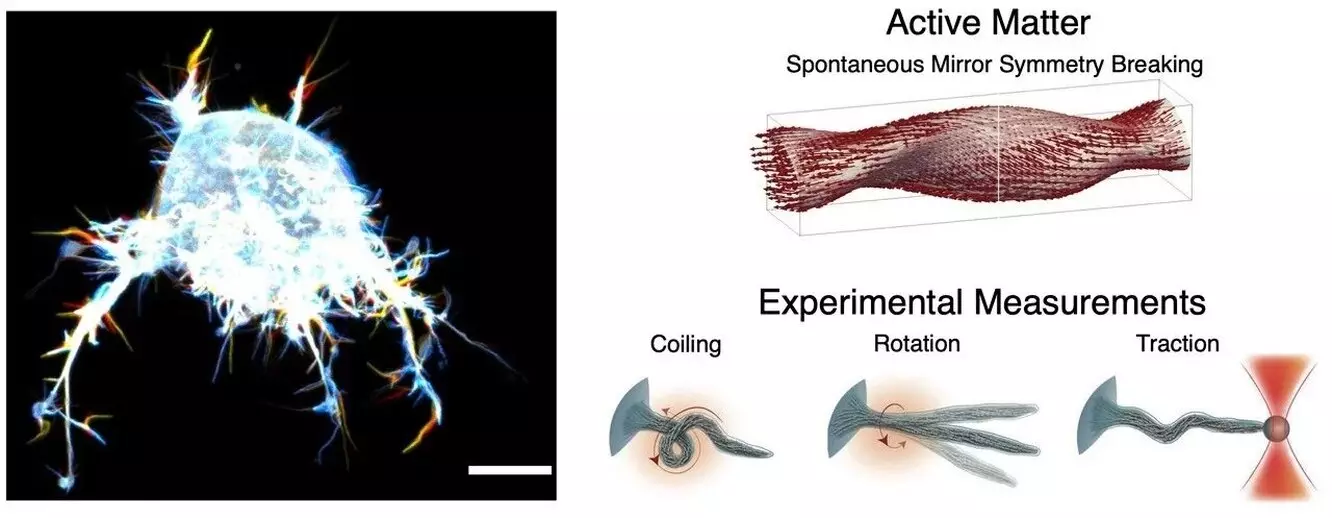 Visually: this is how filopodia works.