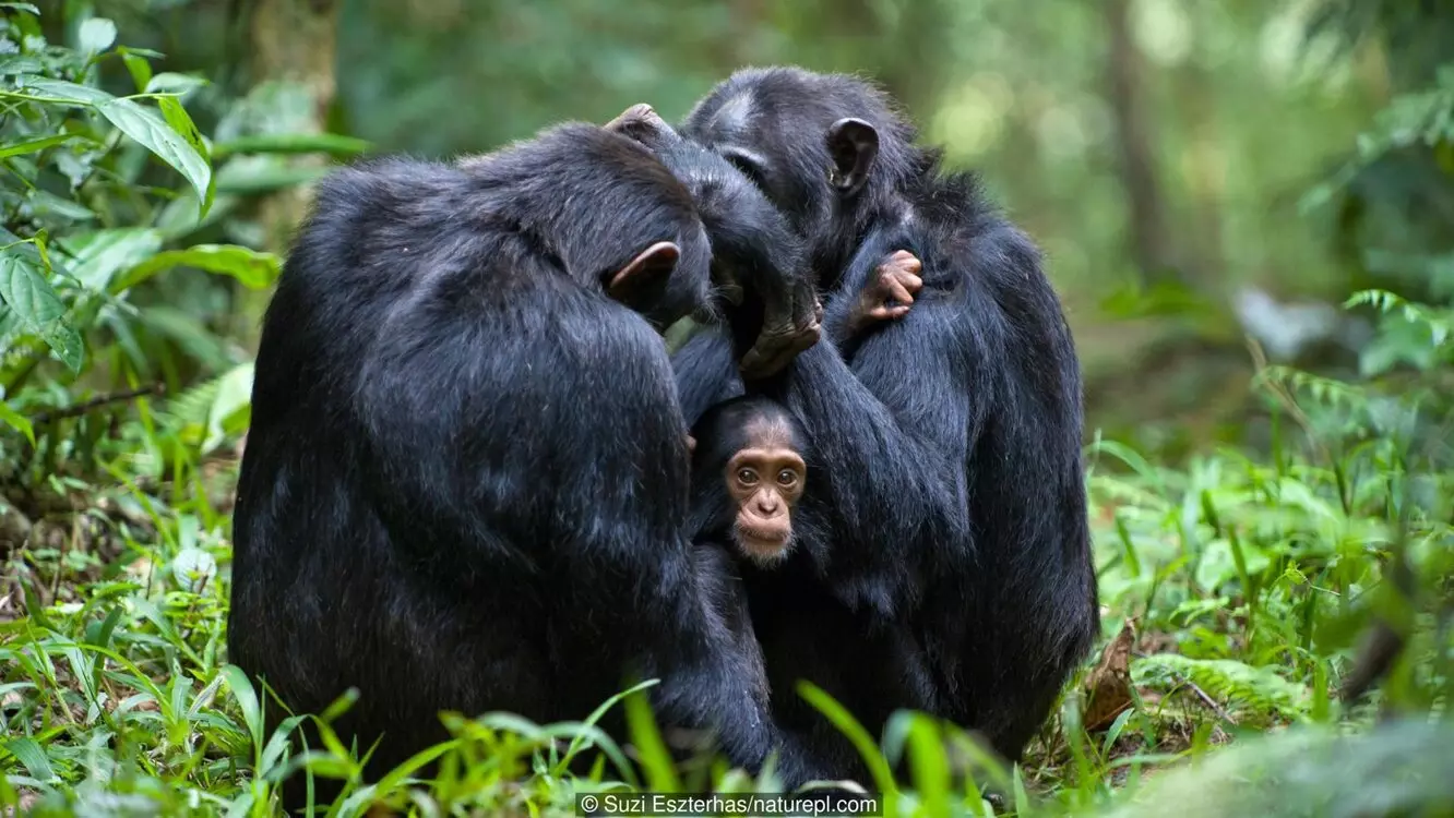 Maħruġa l-ewwel filmat ta’ chimpanzees li qed jibku l-mewt ta’ ħabib 343693_1