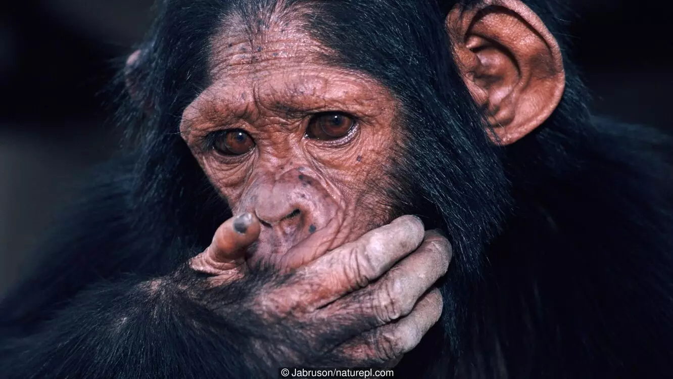 Maħruġa l-ewwel filmat ta’ chimpanzees li qed jibku l-mewt ta’ ħabib 343693_2