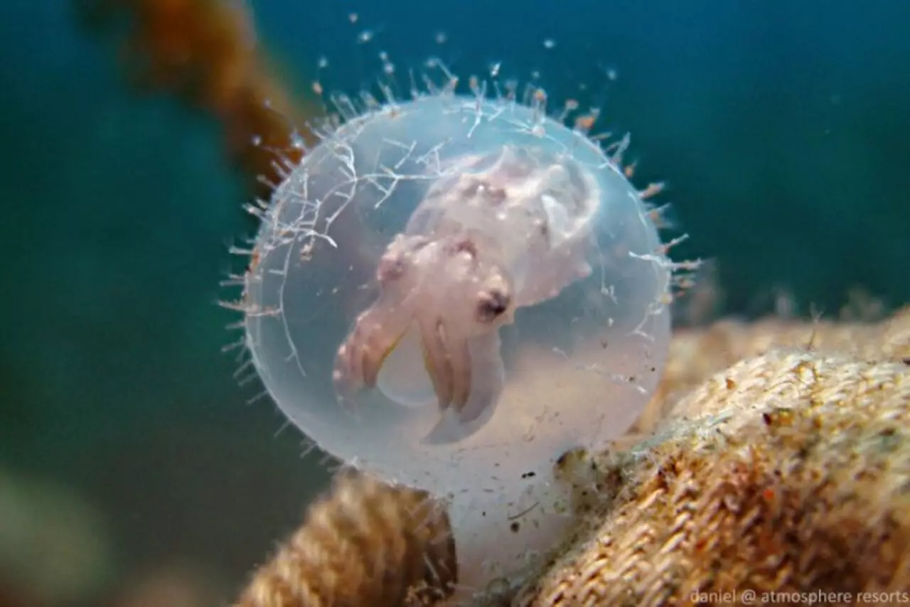 larva ng cuttlefish