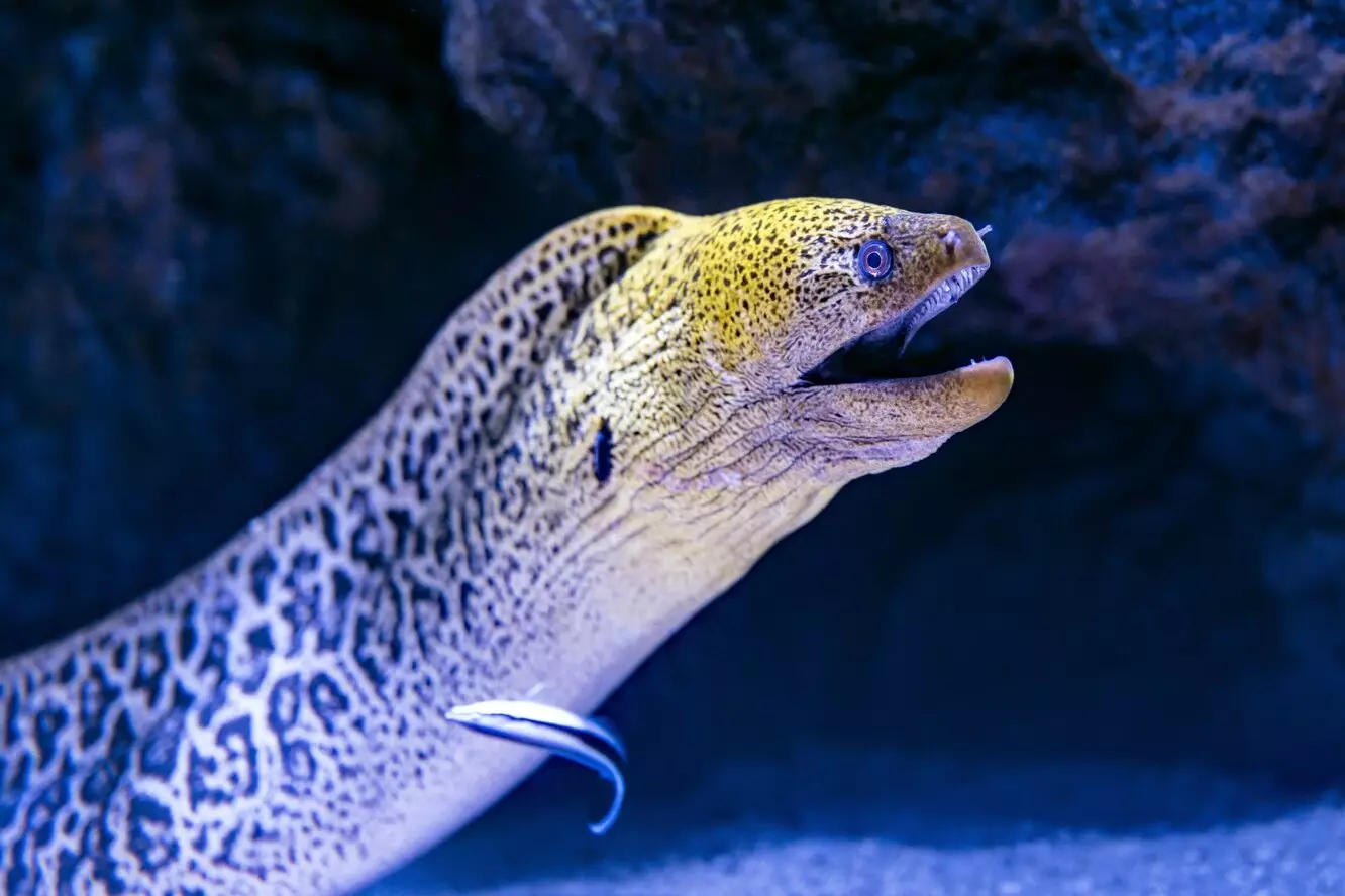 Balónek na provázku a yetti krab: podívejte se na nejděsivější tvory žijící na dně oceánu