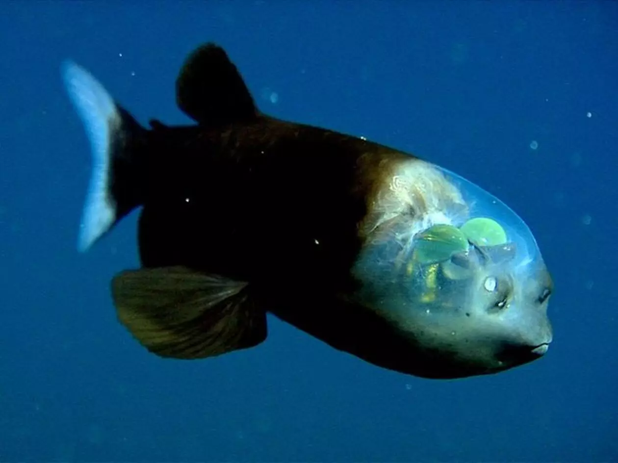 Een vis met een transparant voorhoofd is een van de meest ongewone zeedieren.