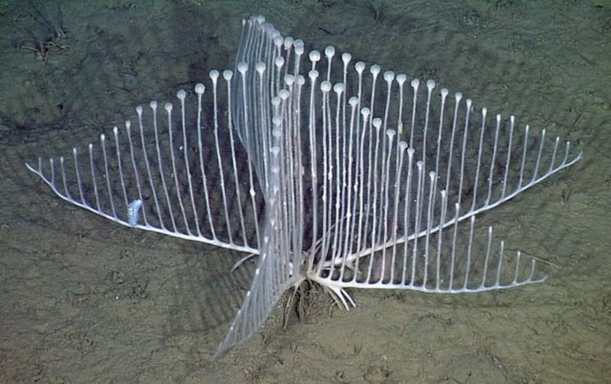 Antara haiwan laut yang paling menakjubkan ialah span lyre.