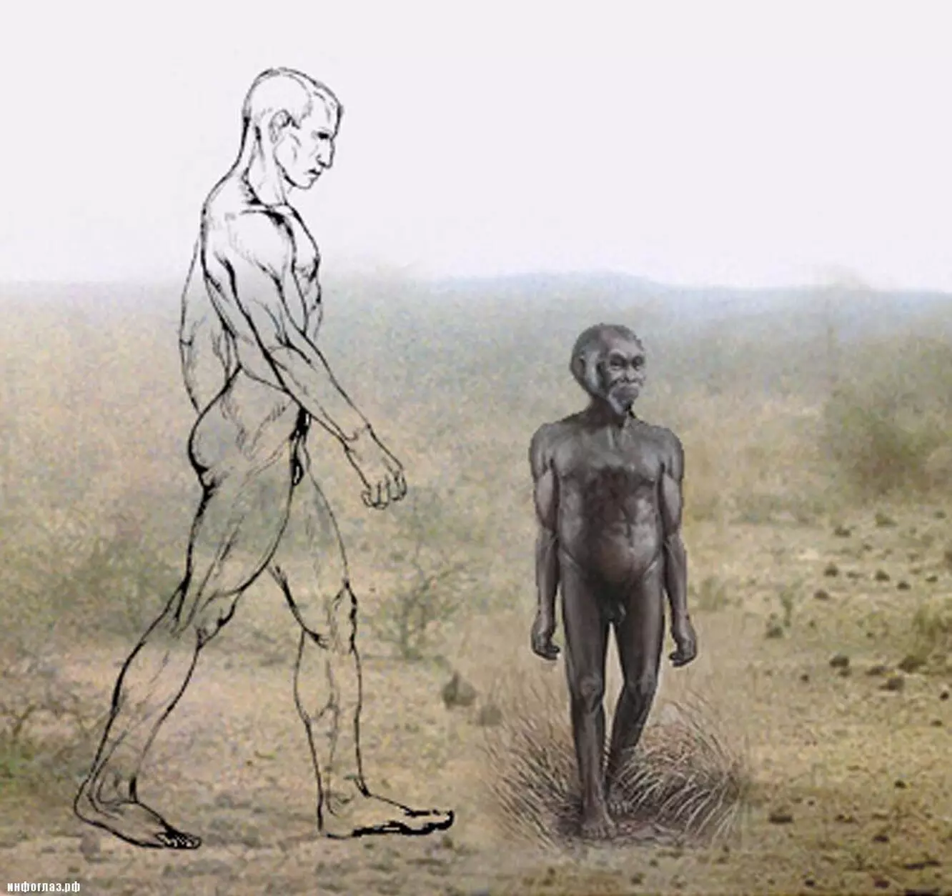Homo floresiensis азыркы адамга салыштырмалуу